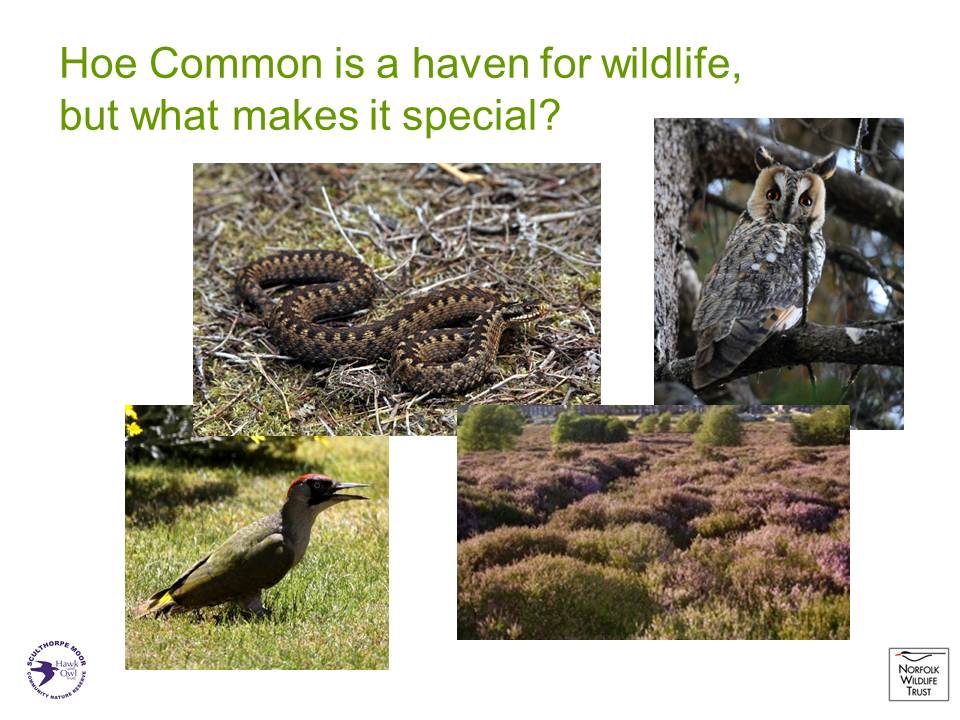 Hoe Common Slide Show | Hoe and Worthing Villages: Norfolk